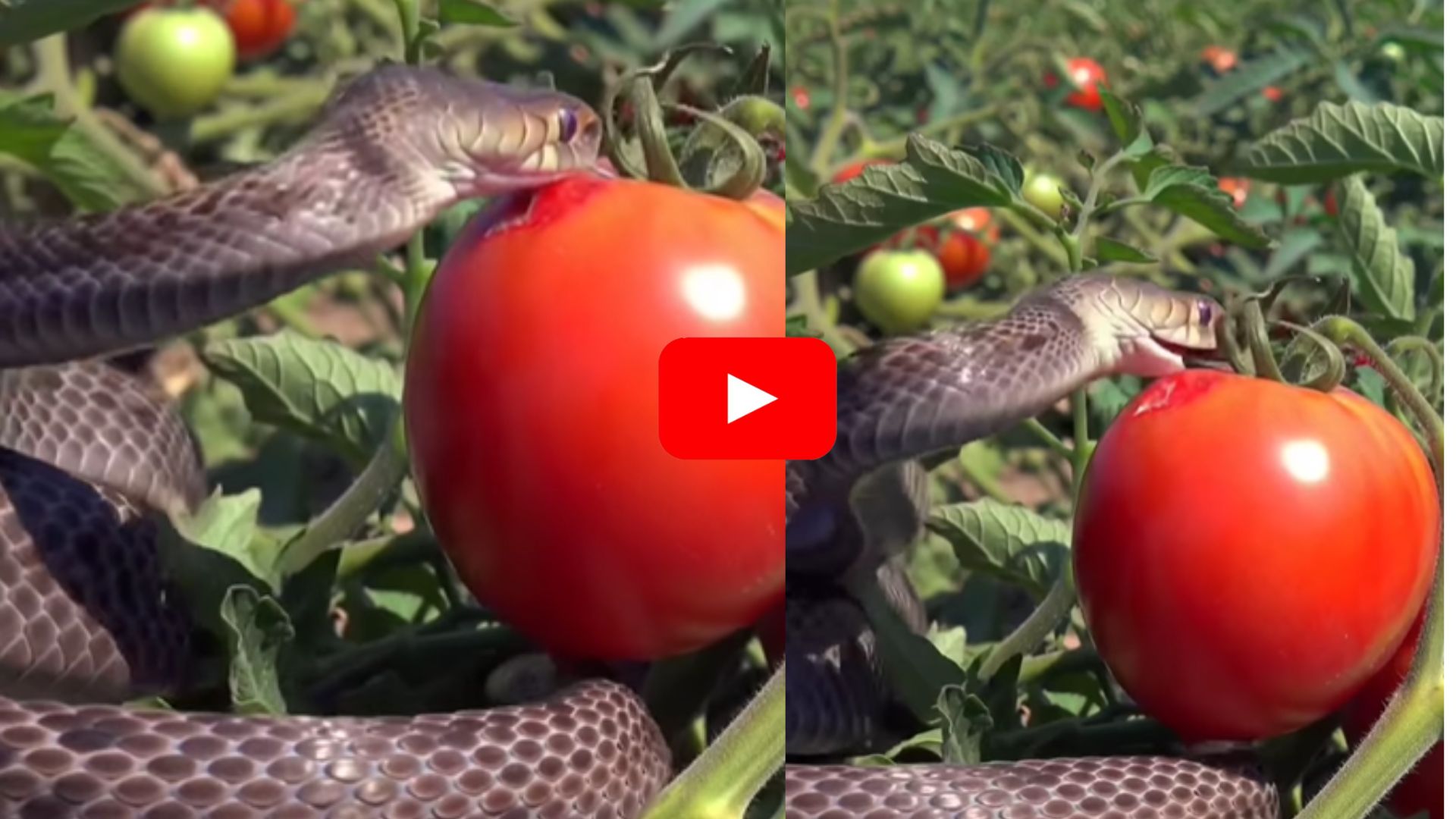 Poisonous Snake Eats Tomatoes Viral Video Watch Here | Snake Eats ...