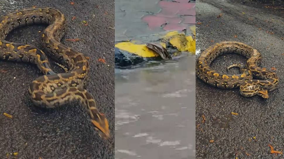 Giant python spotted in navi Mumbai in floodwater video goes viral on social media pa | Python ...