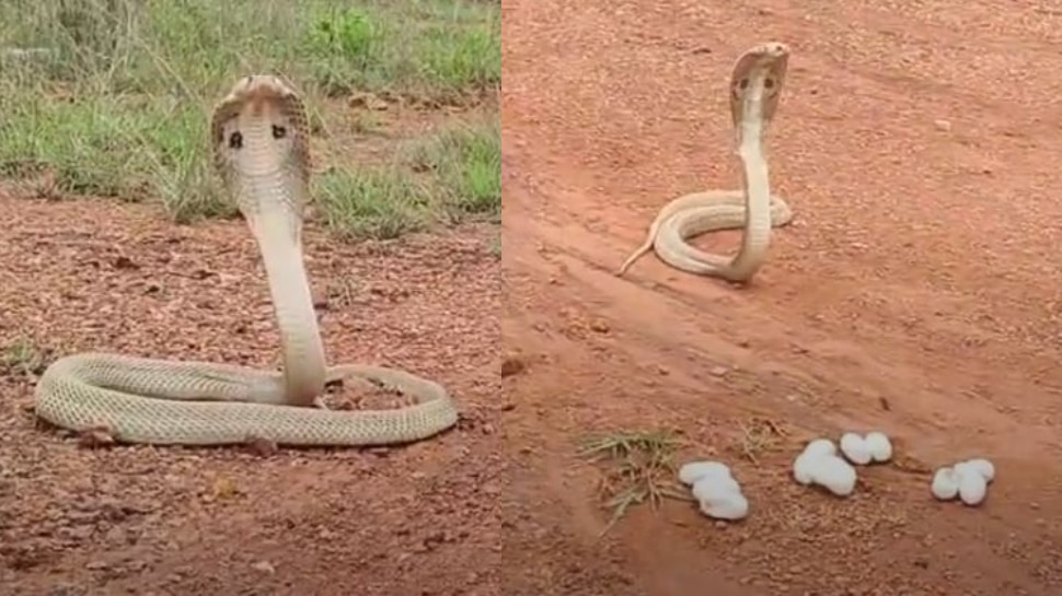 Two cobra snakes and 12 eggs rescued by snake catcher in vizag amid ...