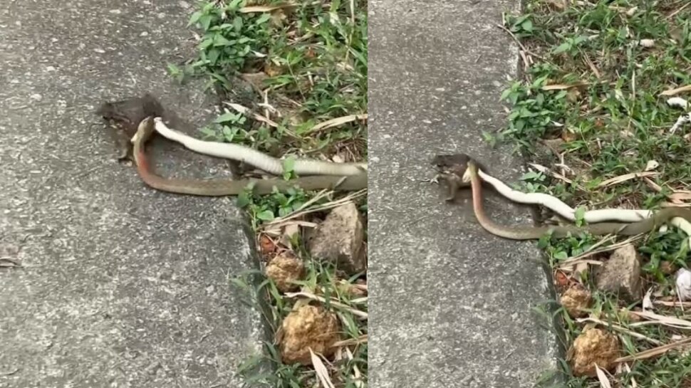 Two Snakes brutally attacks on frog video goes viral on social media pa | Snakes Attack Video ...
