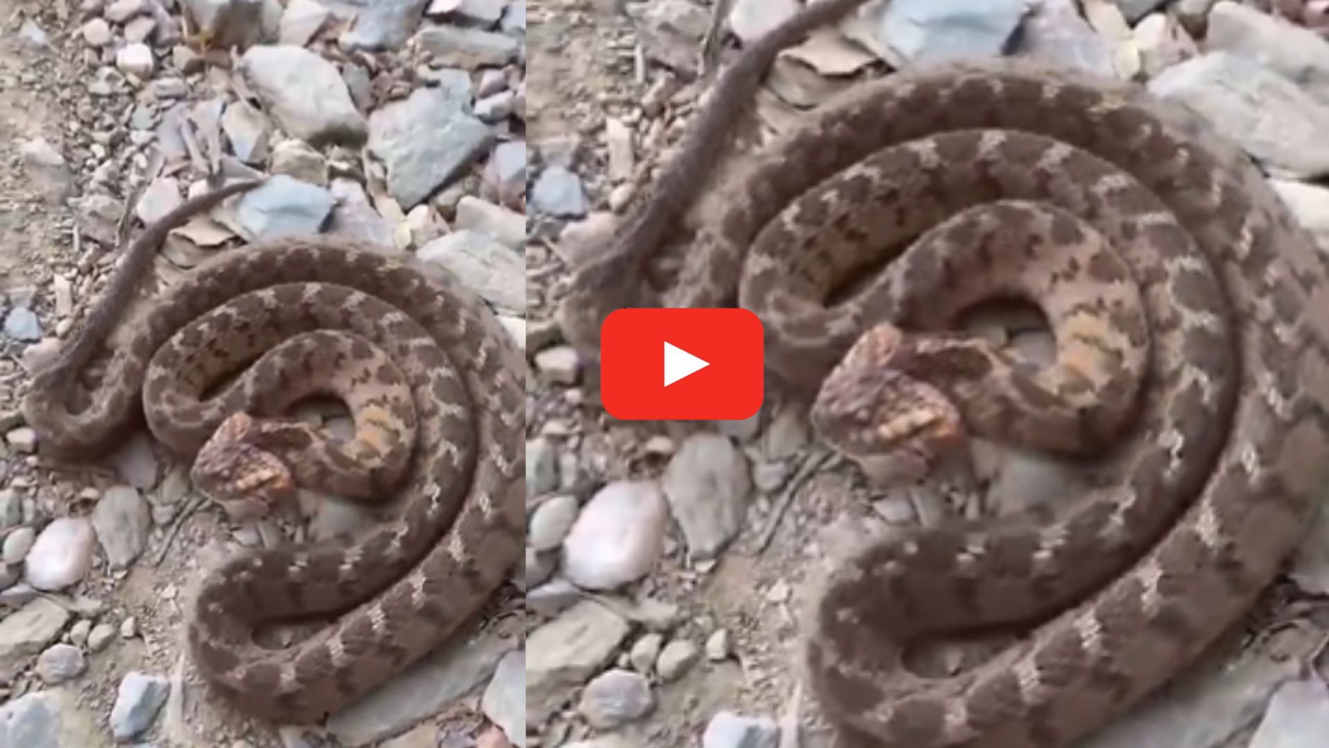 Worlds Rarest Snake Without Fangs Video Viral | Rare Snake Video: కోరలు ...