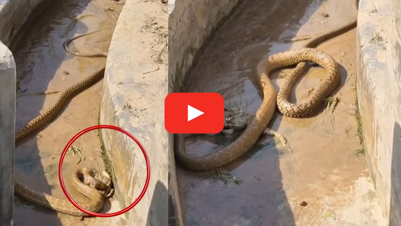 Rare Venomous Snake Attack Frog Viral Video | Snake Attack Frog Video: వామ్మో.. కప్పను కసపిస ...