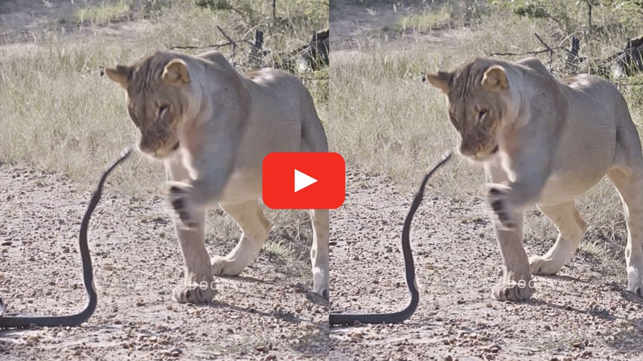 Lion Vs Black Mamba Snake Viral Video Watch | Lion Vs Black Mamba ...