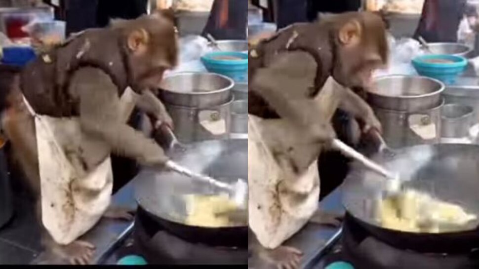Monkey became fast fool chef master funny video goes viral on social ...