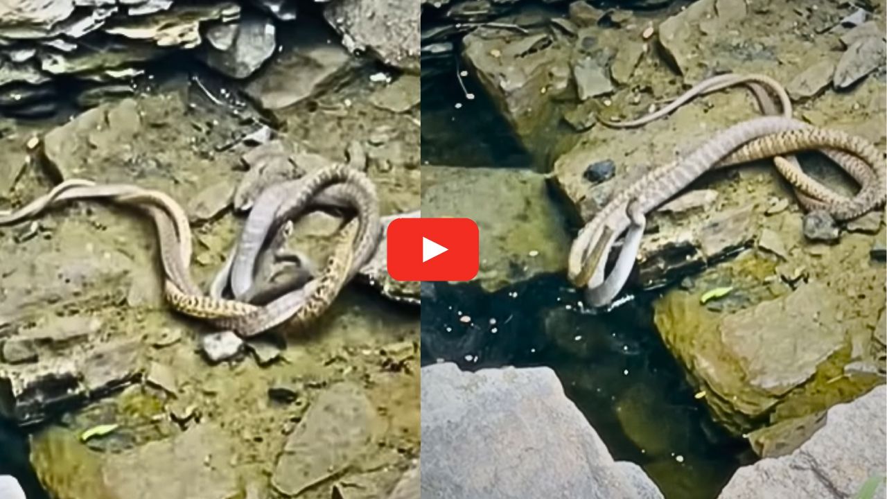 Two Snakes Mating Trending Video | Snakes Mating Video: పాములు జతకట్టే ...