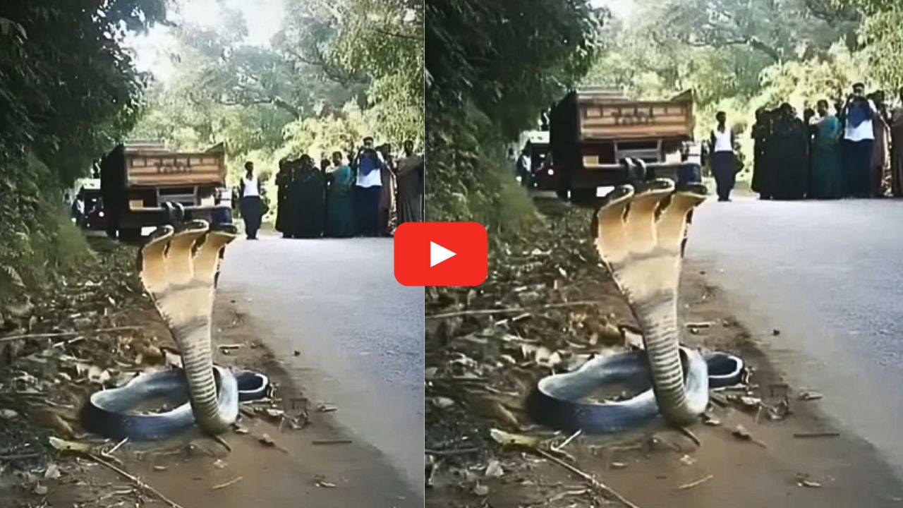 Venomous Three-headed Cobra Spotted On Road Trending Ai Video Viral ...