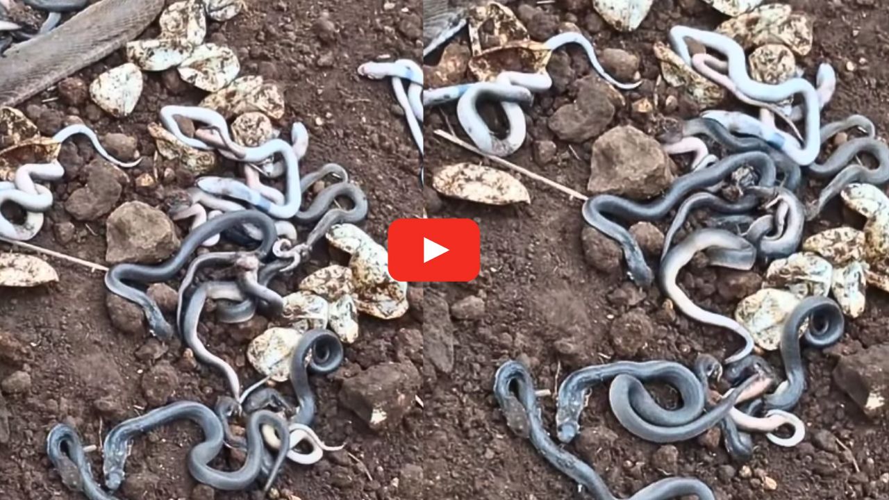 Mother Snake Dying After Giving Birth To Over 100 Snakes Video | 100 ...