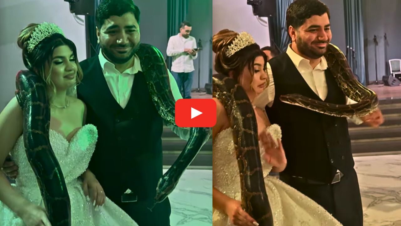Bride And Groom With Python Snake Video | Python Snake Video: పూల దండకు ...