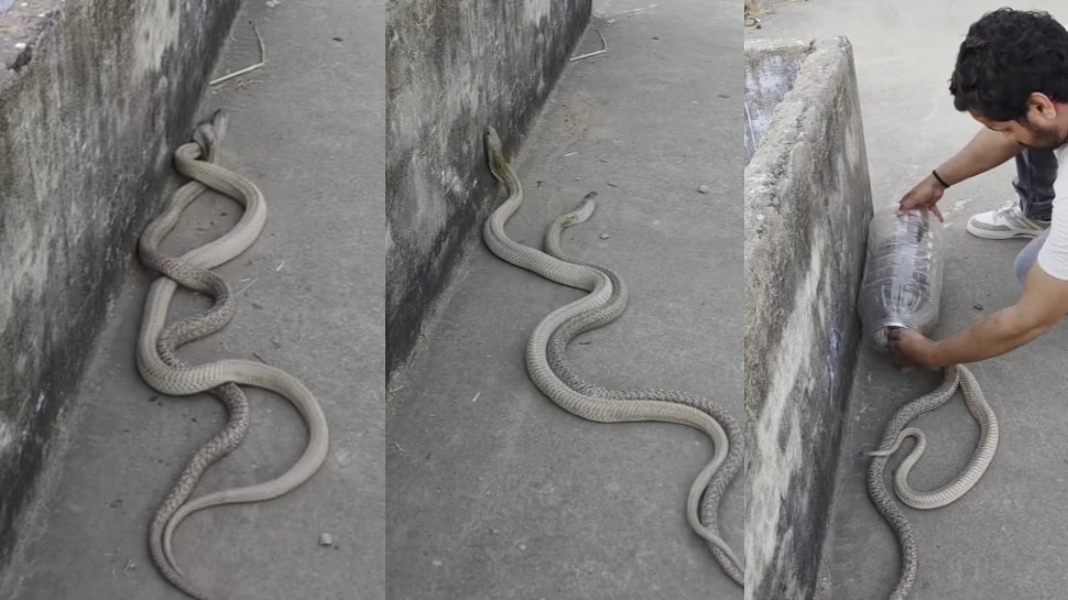 Snake catcher rescue cobras snakes while they both mating trending ...