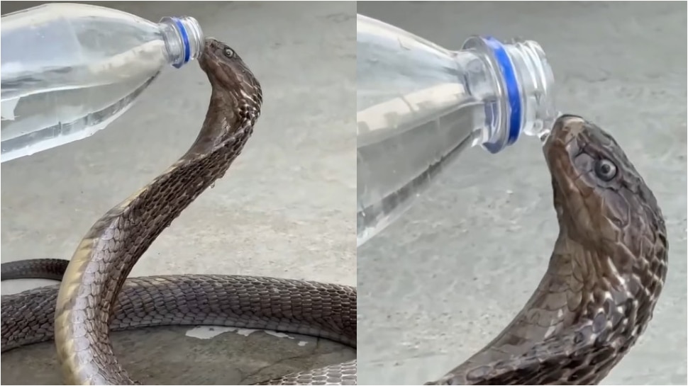 Man gives water to Venomous cobra snake Video viral on social media pa ...