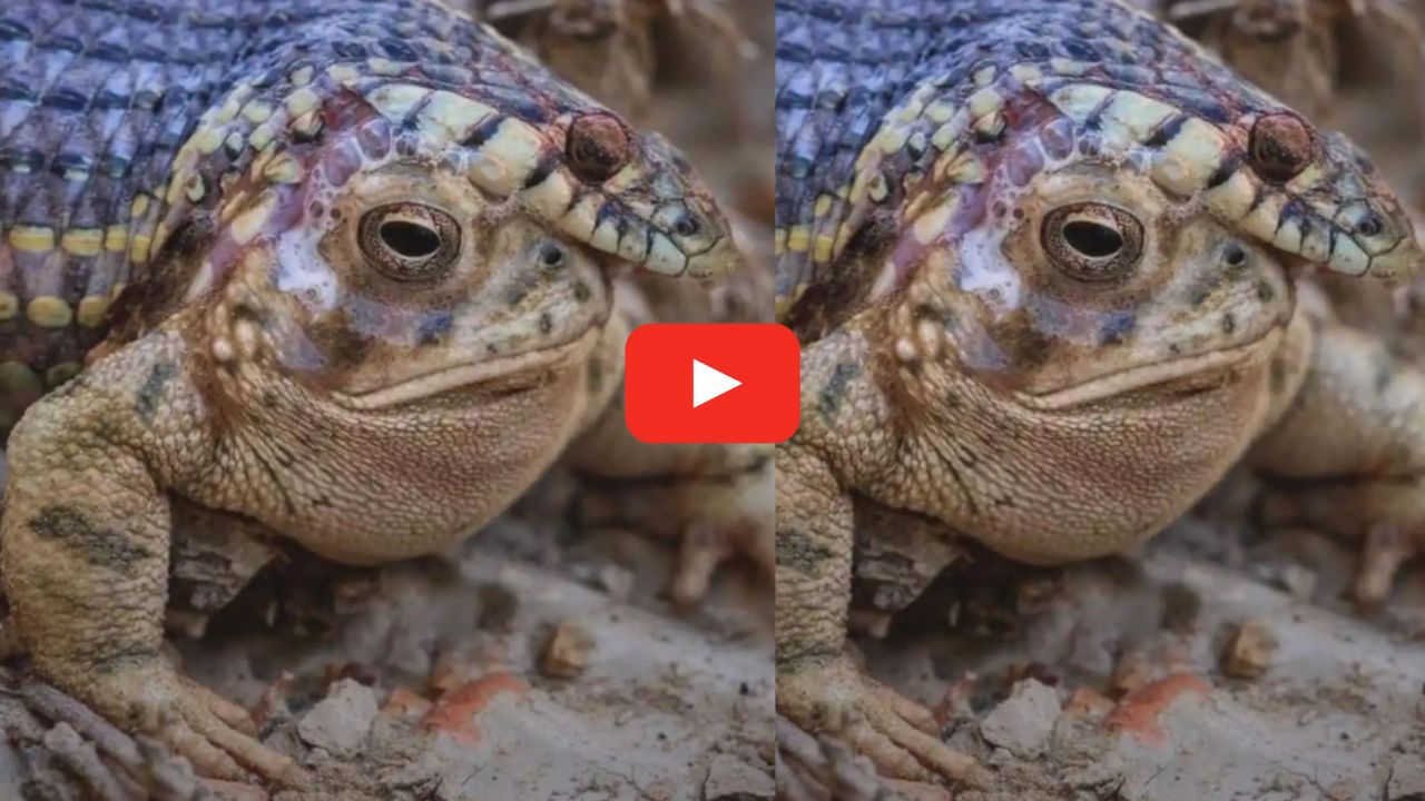 Venomous Snake That Swallowed Frog Latest Trending Viral Video Watch ...