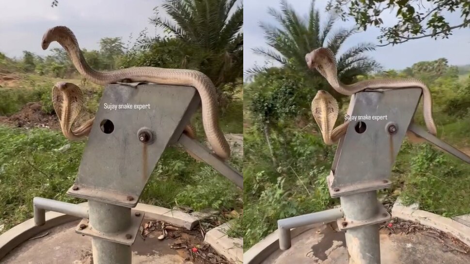 Two Snakes romance on hand water pump video goes viral on social media ...