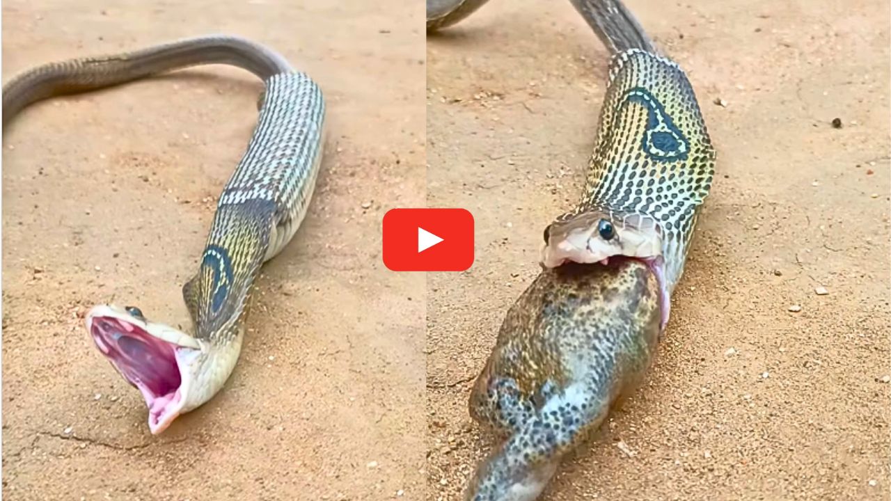 King Cobra Vomiting On 2 Frogs Trending Video Watch | King Cobra ...
