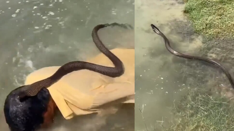 Man narrowly escapes from cobra snake bite in pond water video goes ...