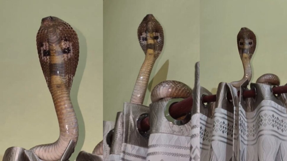 Venomous Cobra Snake roaming on bed room curtain Video goes Viral pa ...