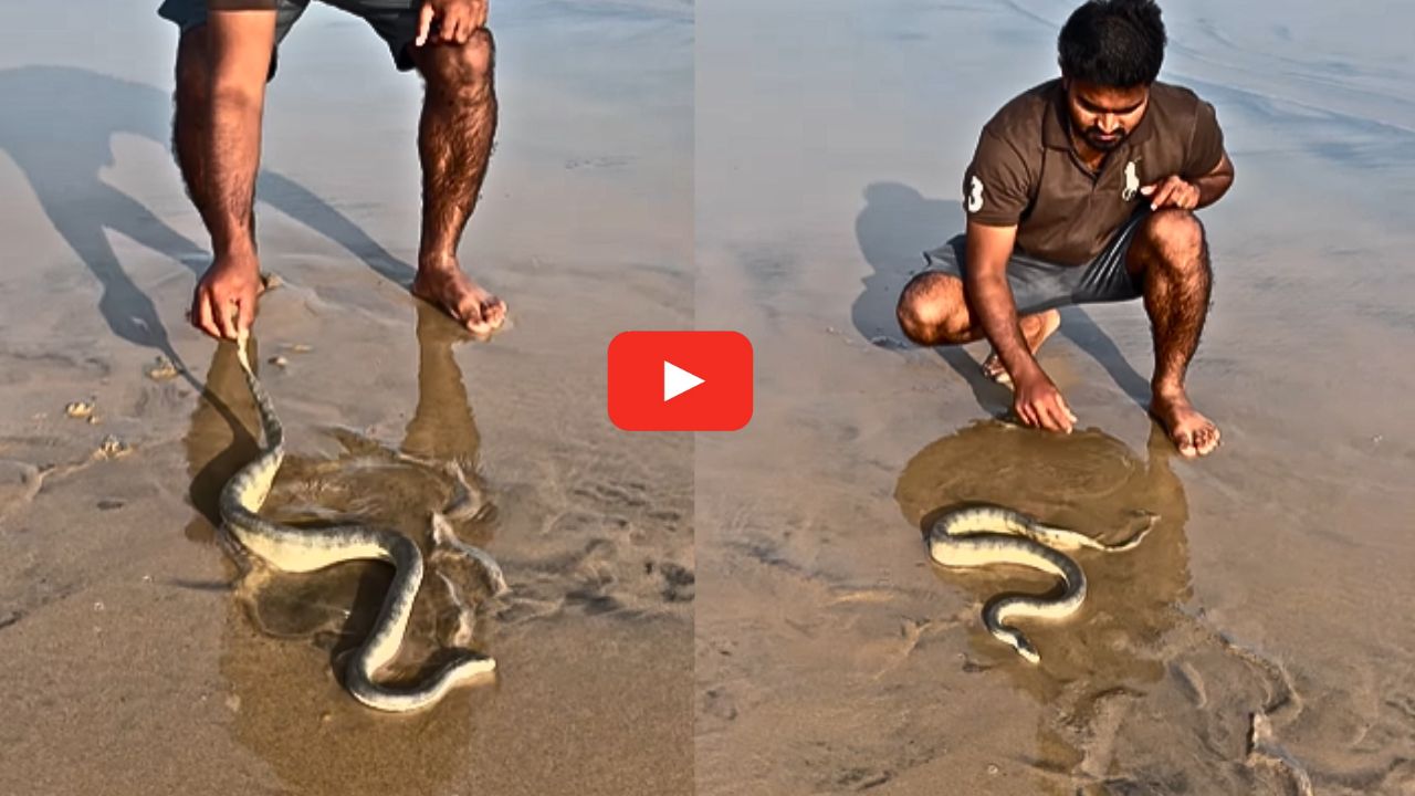 Rare Sea Cobra Snake Caught In Fishermens Net Video | Sea King Cobra ...