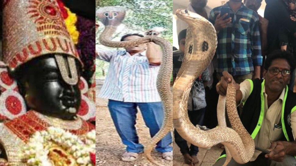 Tirumala Snake catcher bhaskar naidu again bitten by Venomous Cobra snake health is critical pa ...