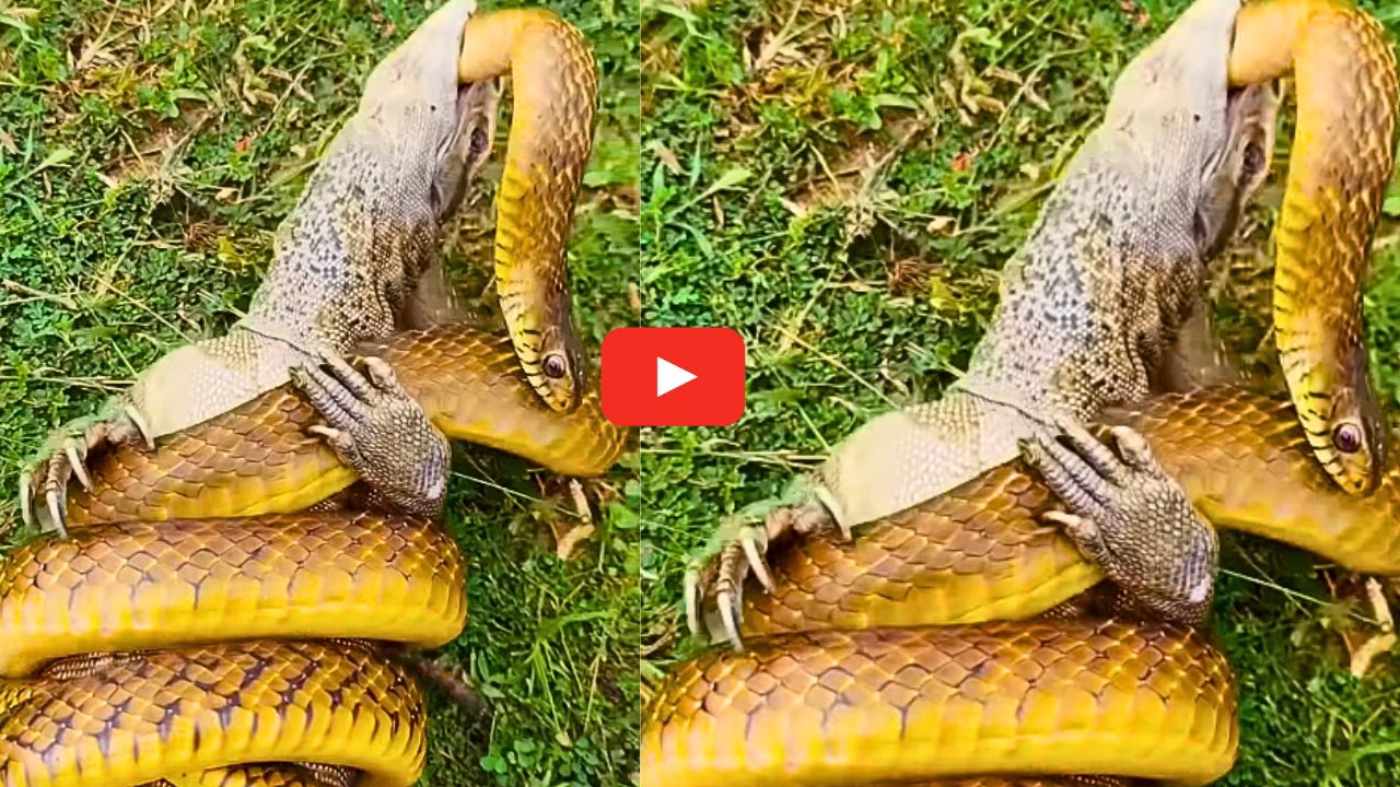 Fierce Battle Between Lizard And Most Dangerous Snake Video | Big ...