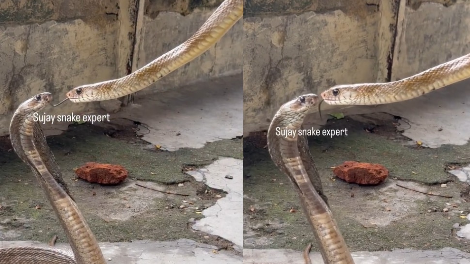Cobra snakes romance and lip lock rare trending video goes viral pa ...