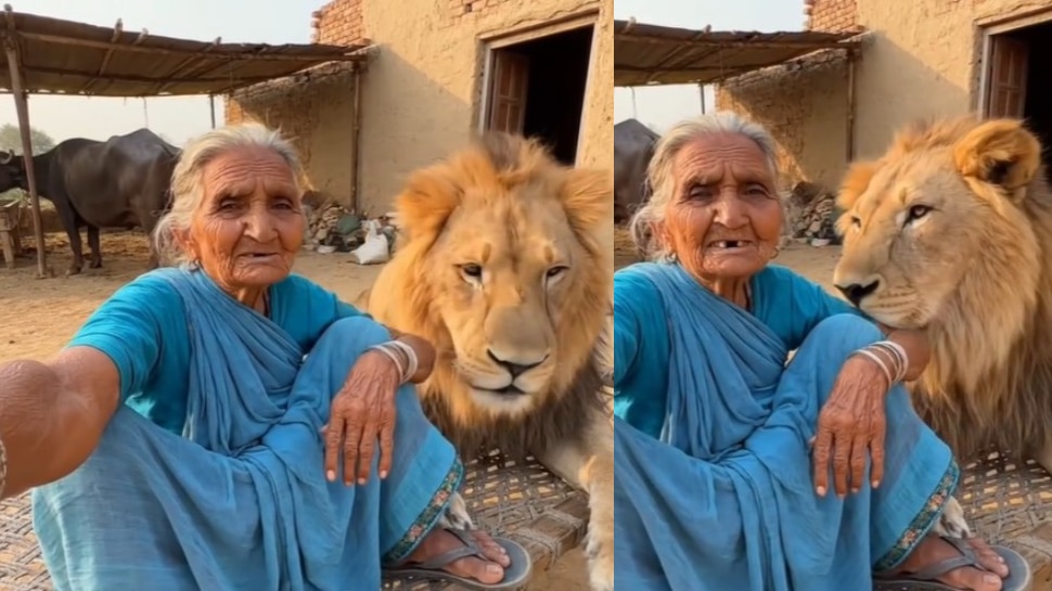 Old Woman selfie with big pet lion video Goes viral on social media pa ...