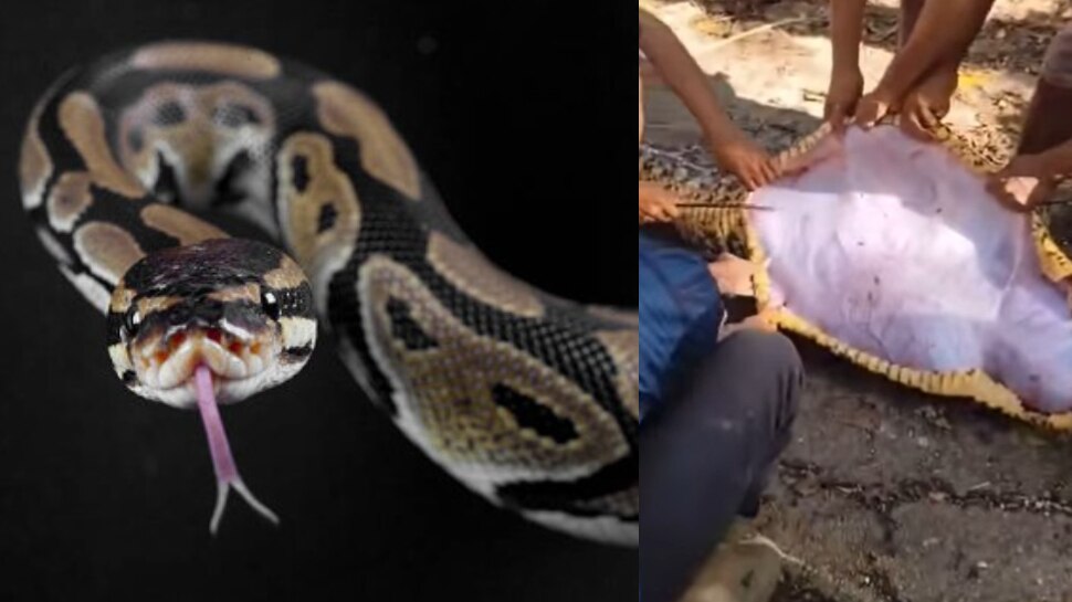Missing farmers dead body found inside python stomach in Indonesia ...