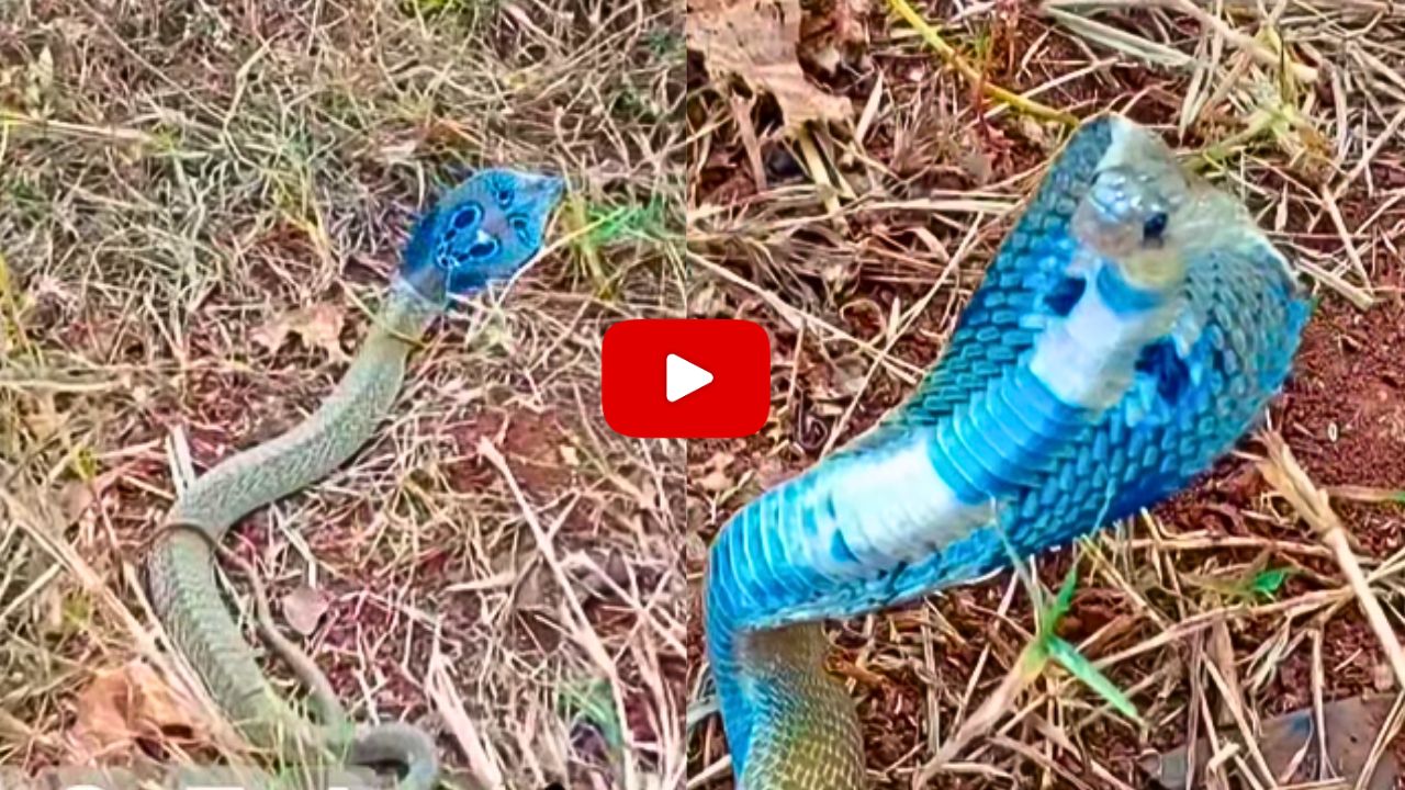 Farmer Rescuing Rare Blue Snake In Field Trending Viral Video | Blue ...