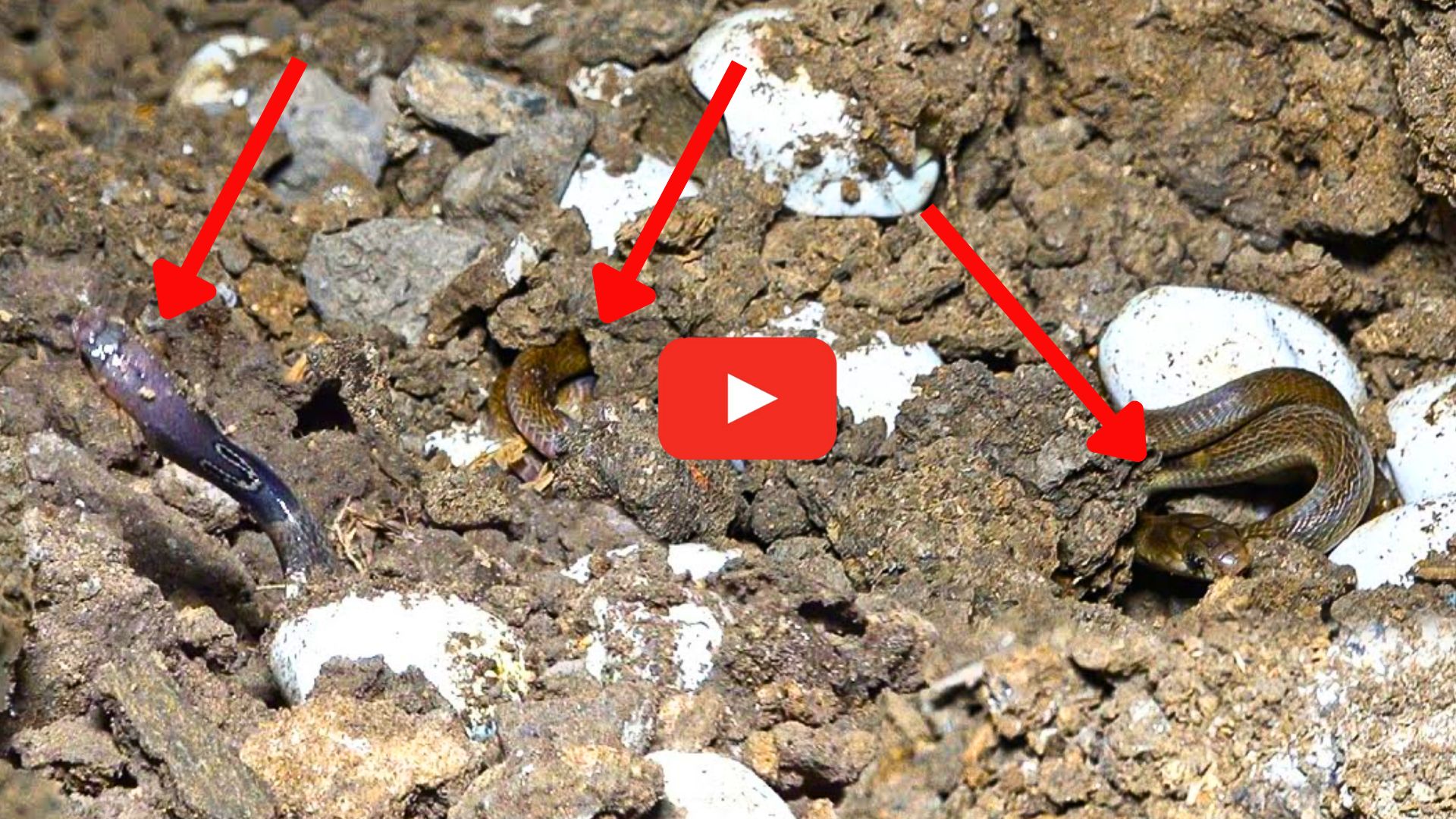 25 Cobras Seen In One House Viral Video | 25 Cobra Snake Video: వామ్మో ...