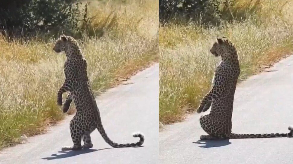Leopard standing on two legs like human video goes viral on social ...
