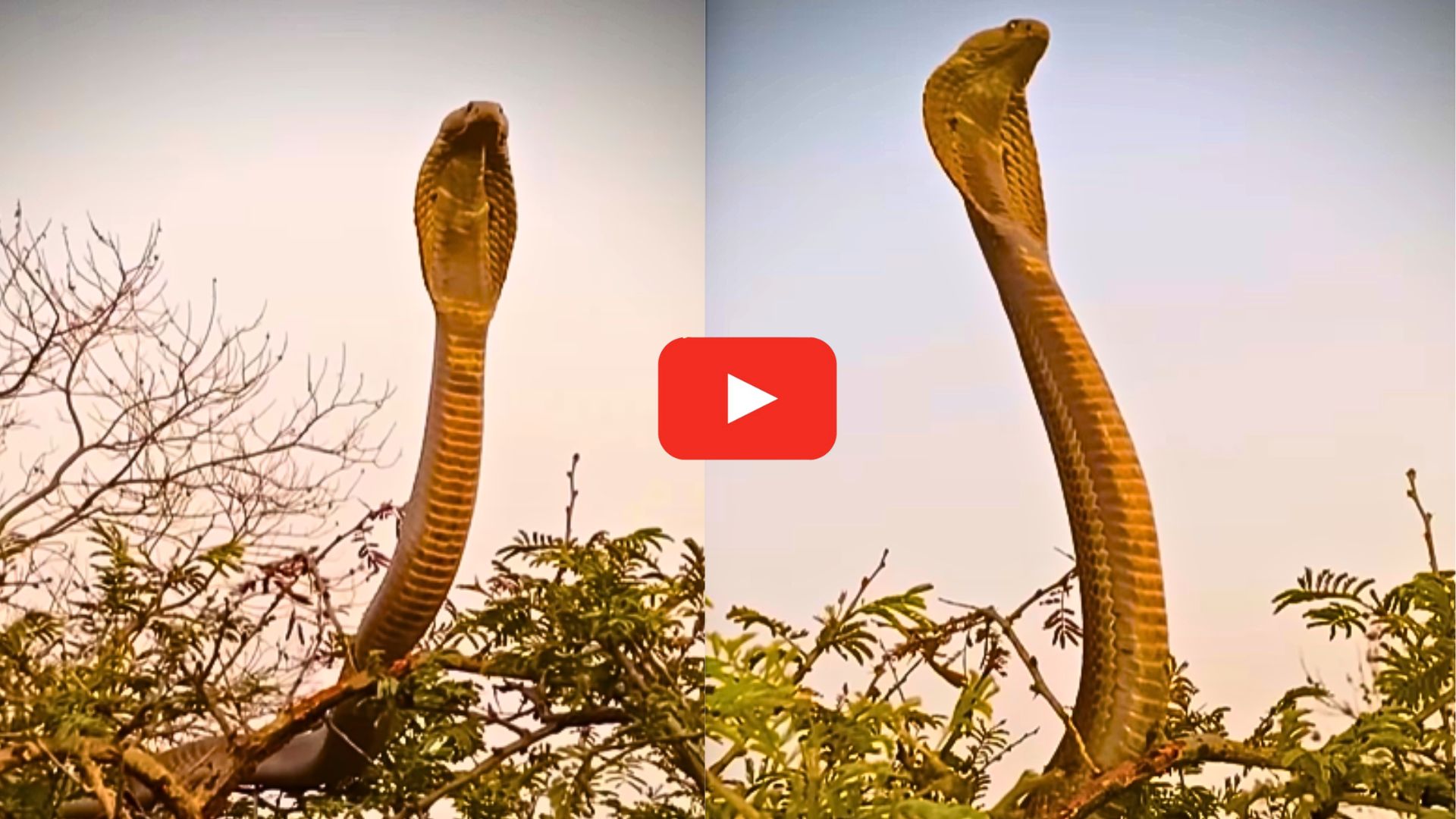 World's Largest Cobra Sitting On A Tree Video | Dangerous Snake Video ...