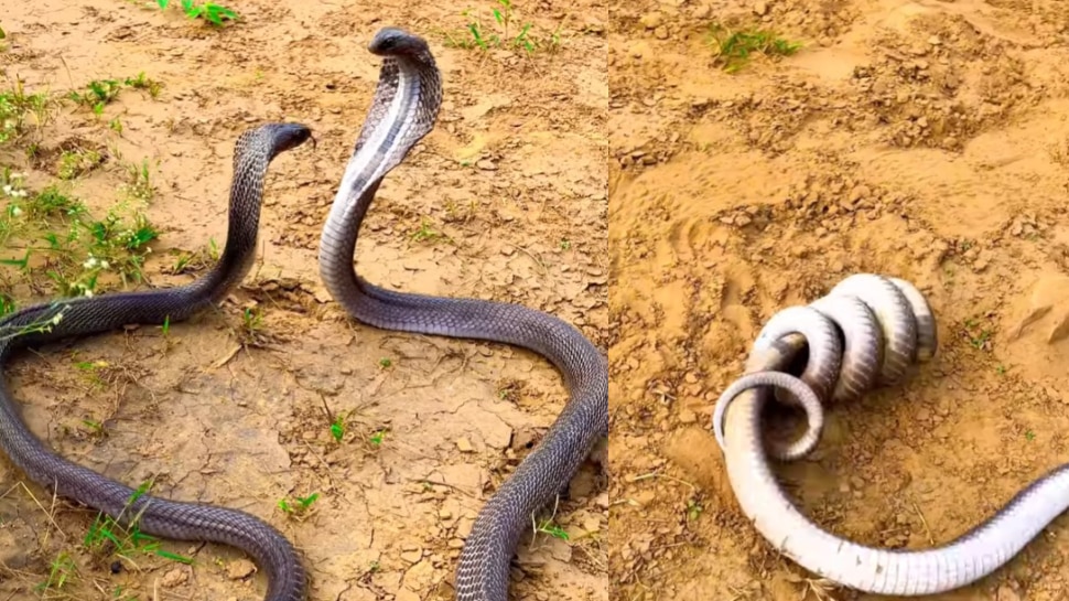 Two Cobra snakes fighting each other shocking video goes viral on ...