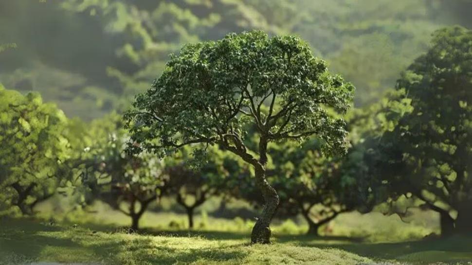 Do you know agarwood is the most expensive tree in the world | World ...