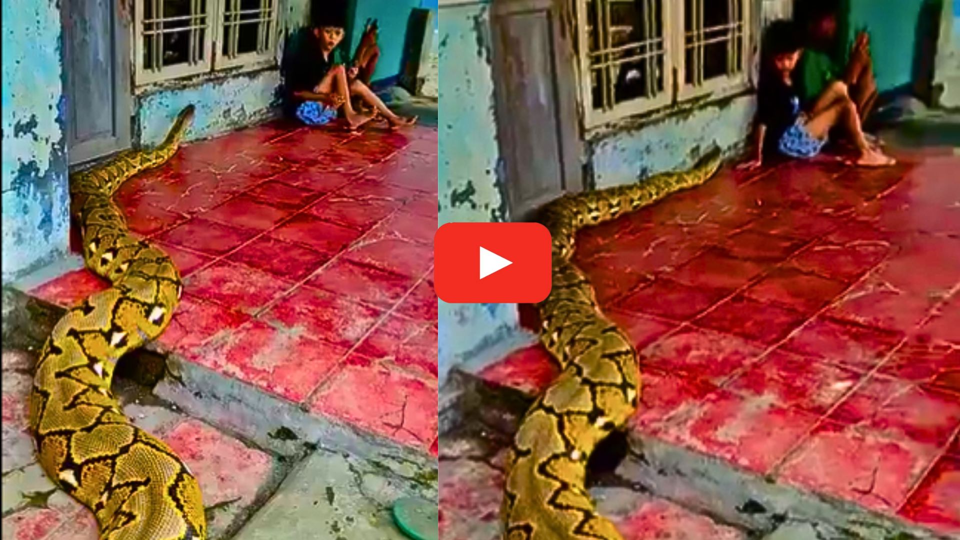 26-foot-long Dangerous Giant Python Video | 26 Foot Python Video ...