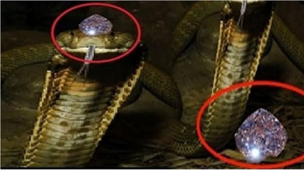 The Mystery of the Nagamani Diamond: is it Inside the Snake? The Truth ...