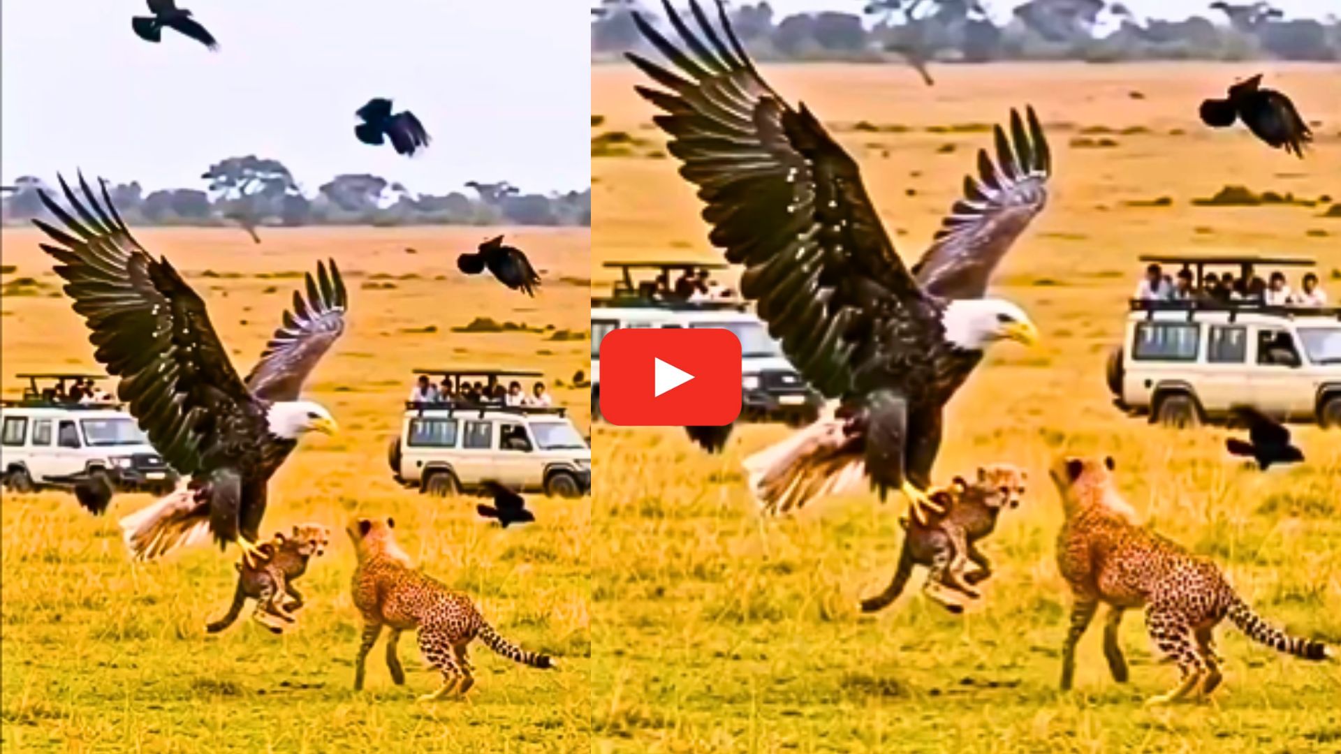 Hawk Lifting Leopard Into Air Trending Video | Hawk Leopard Video ...