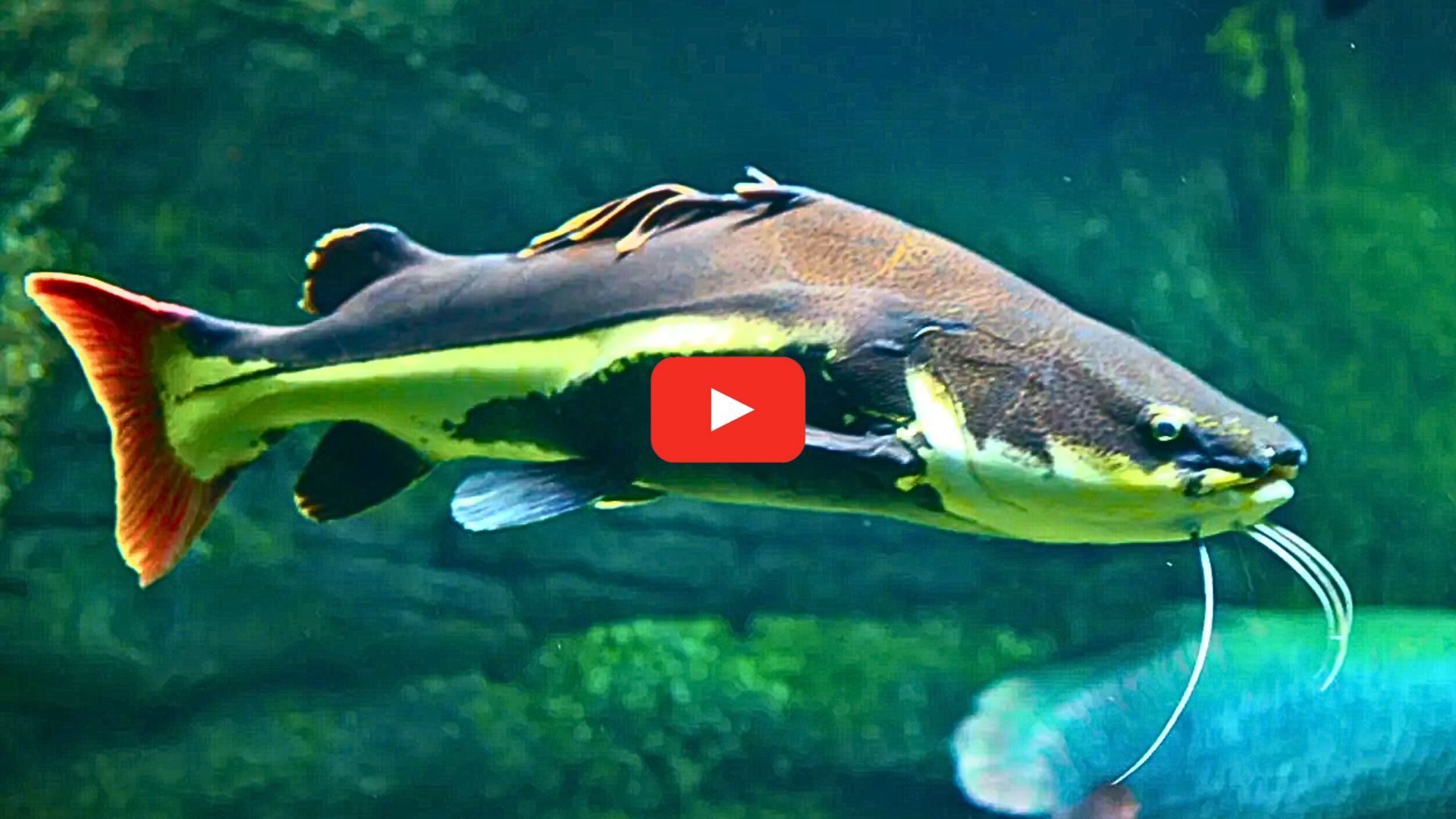 Describe Talking Fish In Caribbean Atlantic Seas | Talking Fish: ఇదేం ...