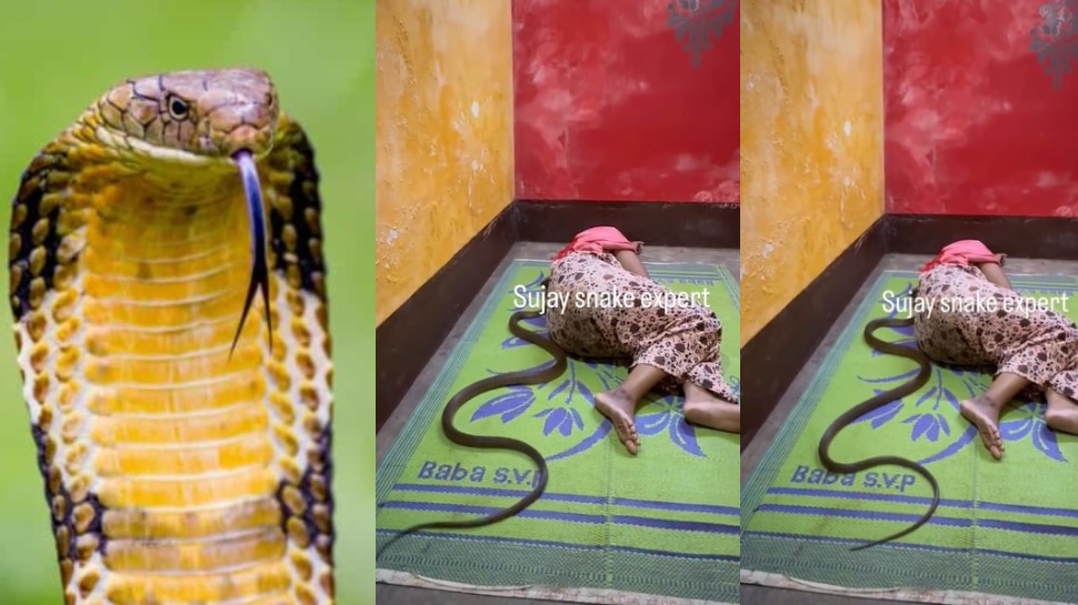 Cobra Snake crawling near sleeping woman video goes viral on social ...