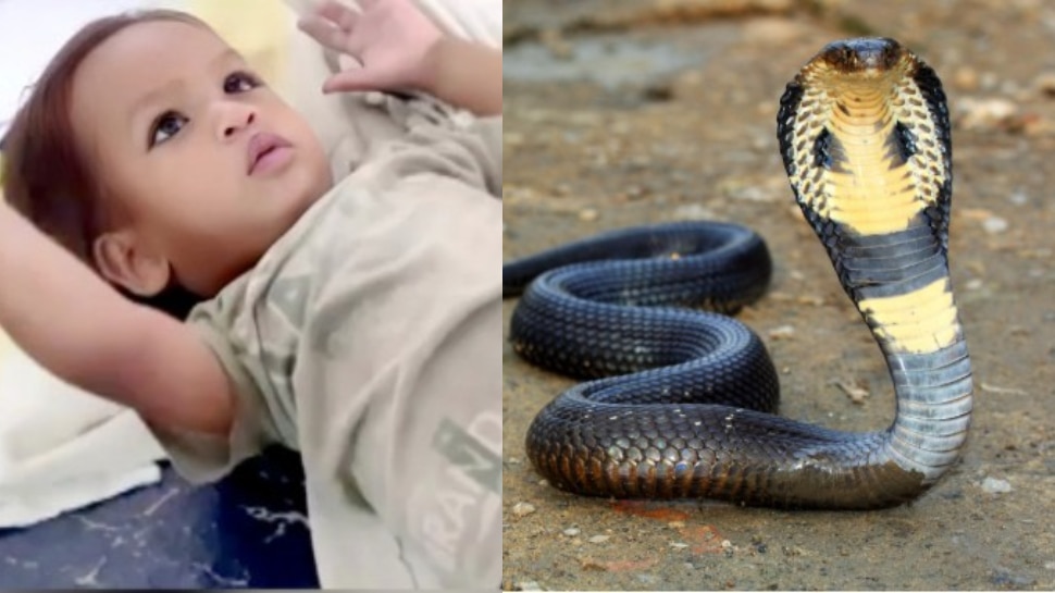 one year old toddler bites snake to death and kid survives in bihar ...