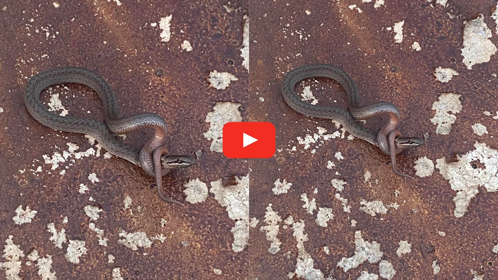 Snake That Committed Suicide Trending Photos | Snake Suicide Pics ...