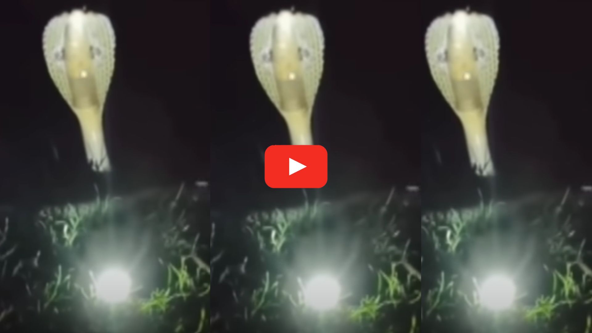 Original Nagamani King Cobra Snake Trending Video | Nagamani Pearl ...