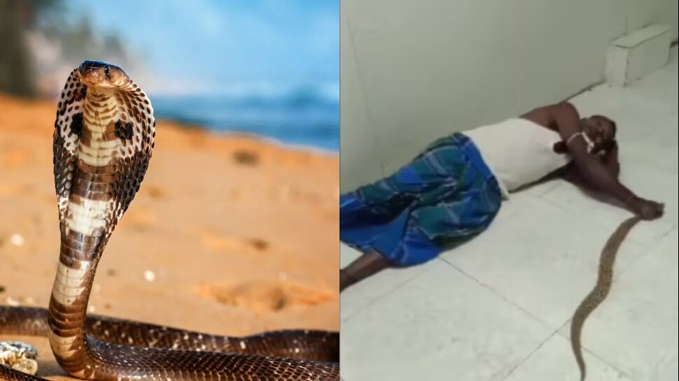 Why Not Cremated With Who Dead With Snake Bite These Are The Reasons ...