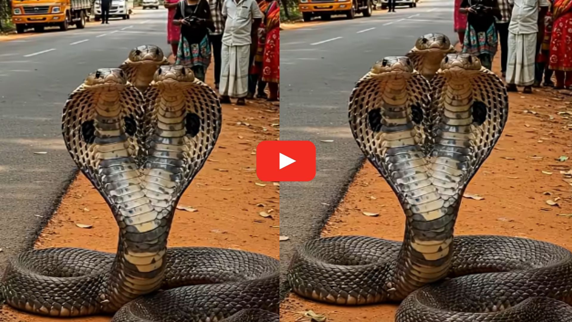 Nagalokam Three Headed Cobra Spotted On Road Trending Video | Three ...
