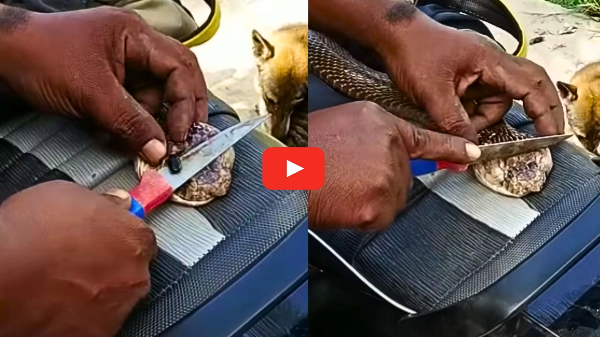 Real Nagmani Video From King Cobra Head Is Going Viral | Nagmani Real ...