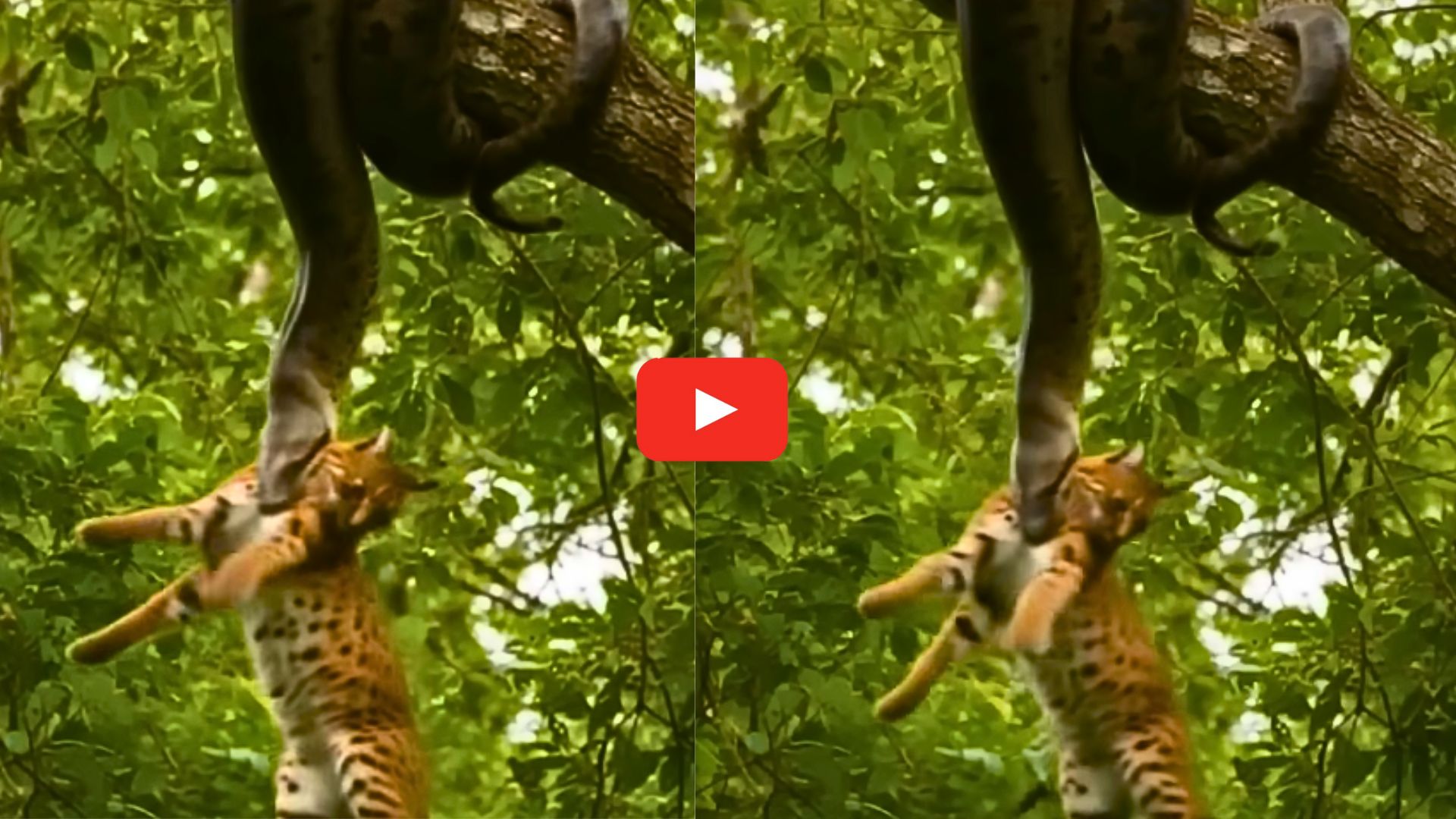 Giant Anaconda Killing Leopard On Tree Video | Giant Anaconda Video ...