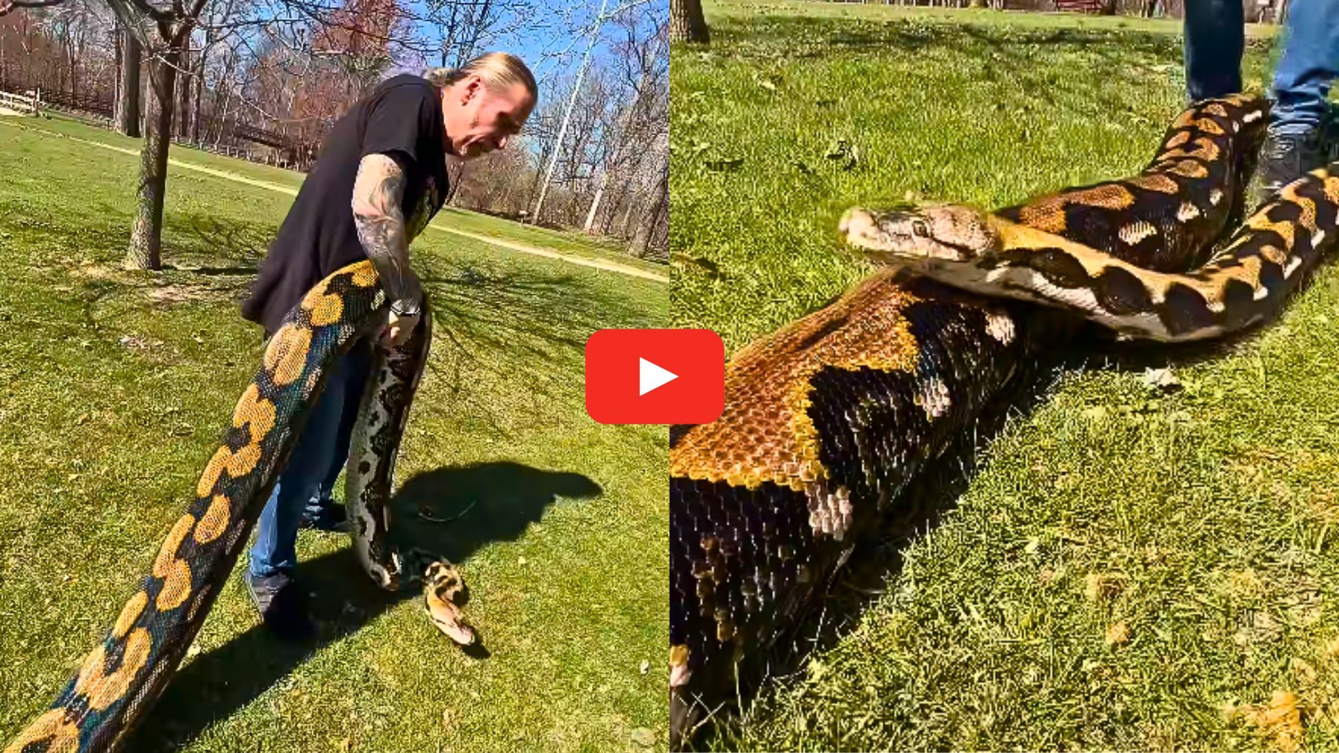 World Largest 20 Ft Pet Python Snake Trending Video | Python Snake Video: పాముల పిచ్చోడు.. ఏకంగా ...