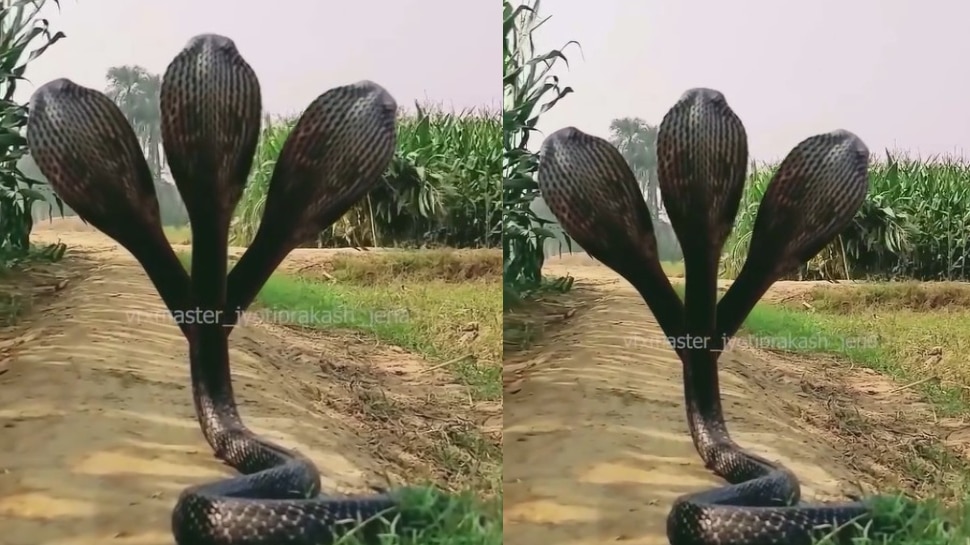 Three headed snake Rare trending video goes viral on social media pa ...