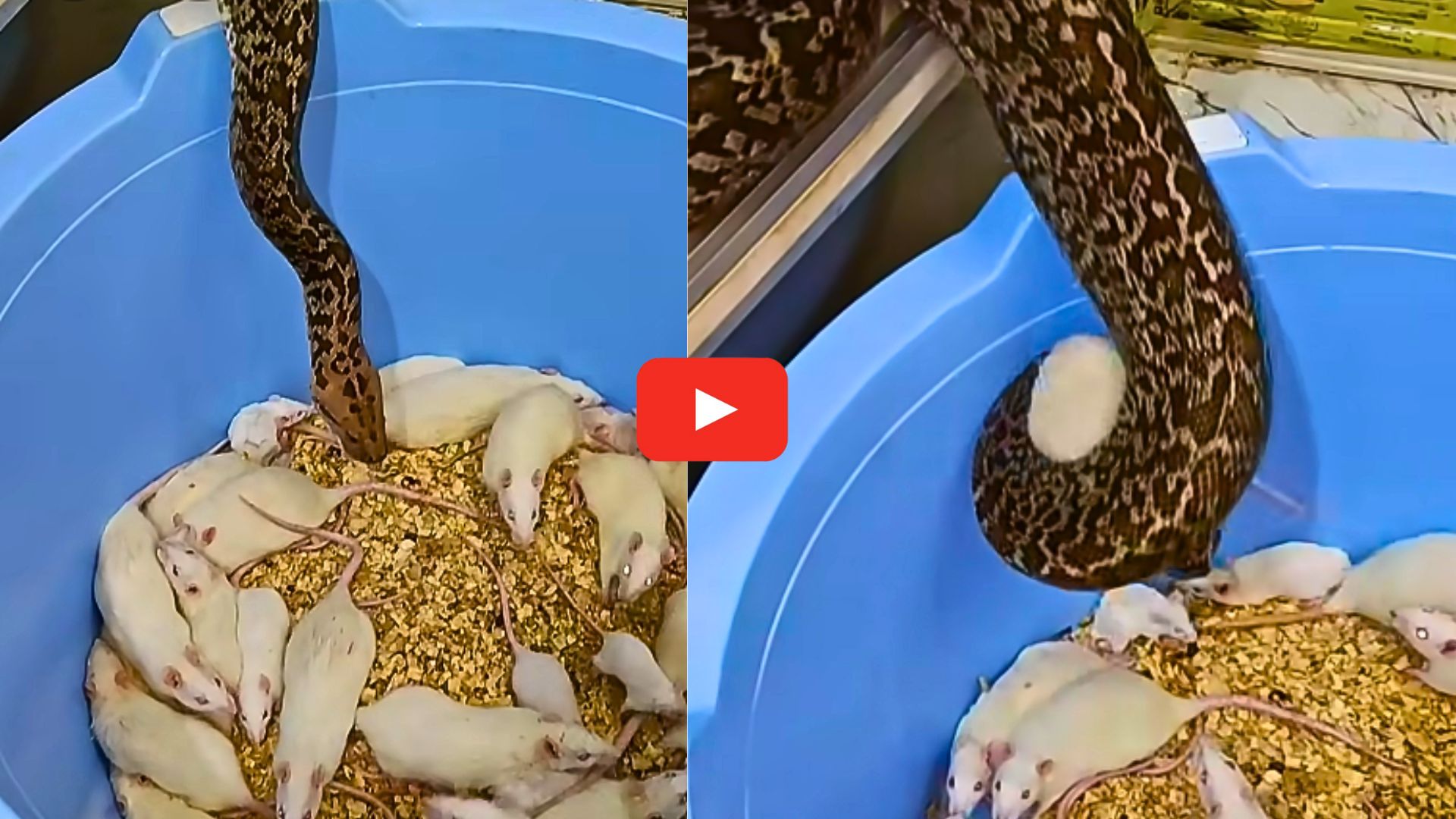 Giant Python Hunting Rats Sensational Video | Python Video: ఆకలి కేకలతో భారీ కొండచిలువ.. బకెట్ ...