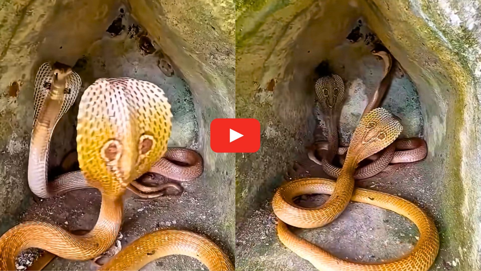 Venomous Cobras Video Watch | Three Cobras Video: వామ్మో.. ఒకే గూడులో ...