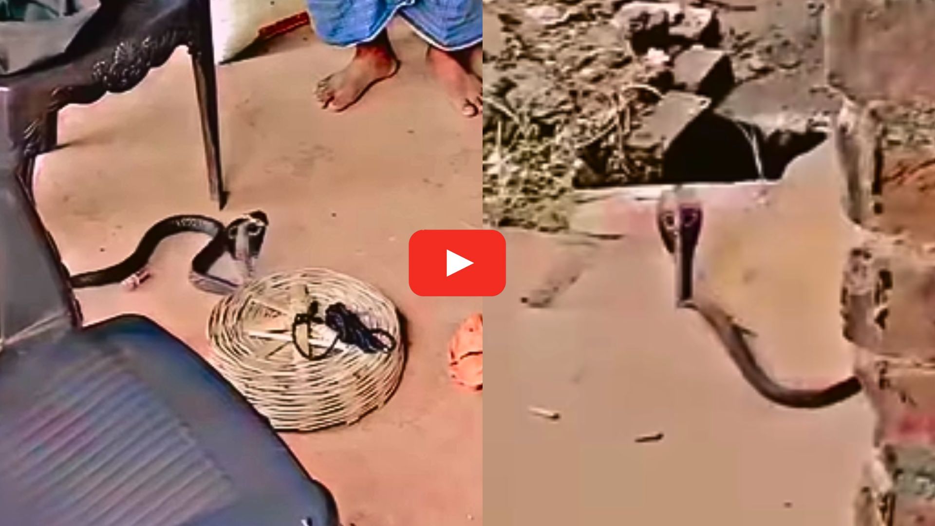 Snake Running Away Trending Video | Snake Rare Video: ఇదేం విచిత్రం ...