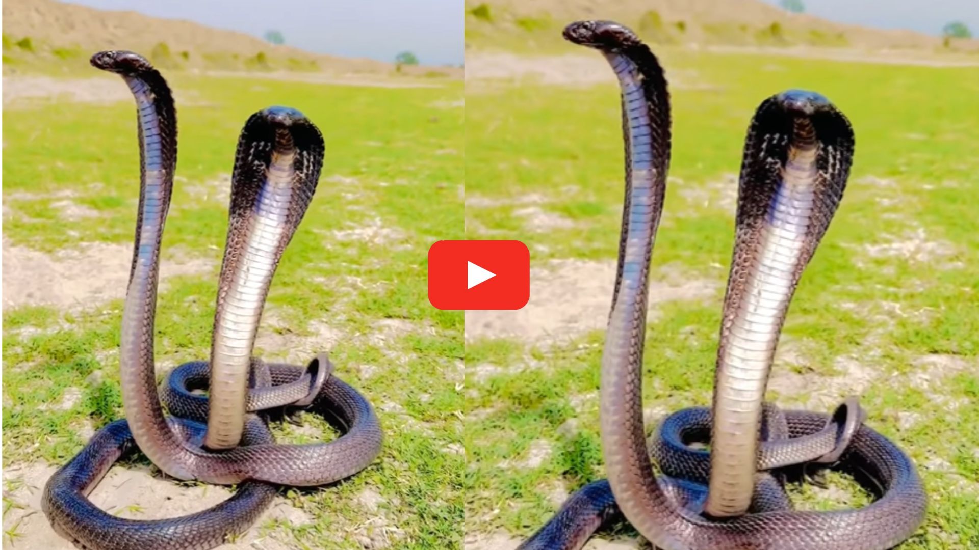 Mating Movements Of King Cobras Trending Rare Video | King Cobra Video ...
