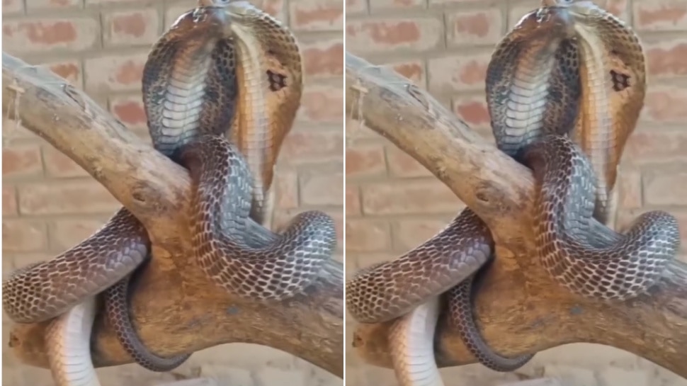 Snakes Romancing latest Video On Tree Goes Viral trending on social ...